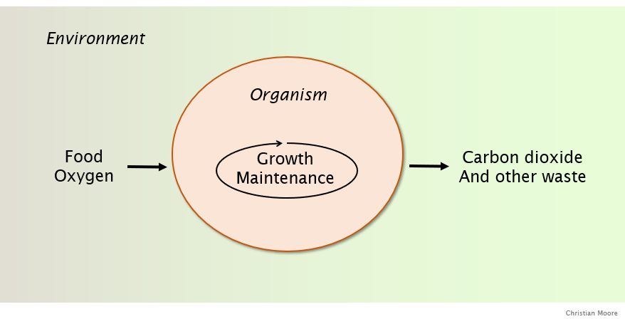Beyond description: Begin your biology curriculum with autopoiesis ...